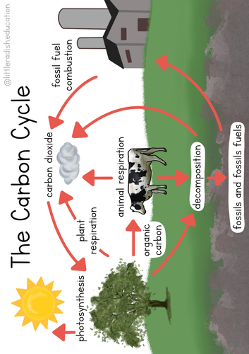 The Carbon Cycle Poster | Teaching Resources