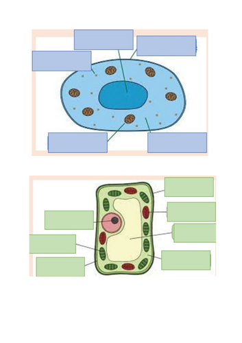 Exploring science topic 7A - Cells, tissues, organs & systems ... Exploring science topic 7A - Cells, tissues, organs & systems ...