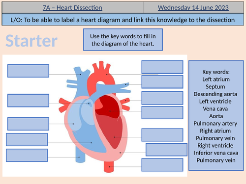Exploring science topic 7A - Cells, tissues, organs & systems ... Exploring science topic 7A - Cells, tissues, organs & systems ...
