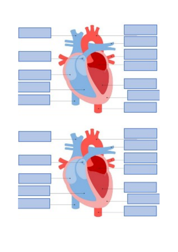 Exploring science topic 7A - Cells, tissues, organs & systems ... Exploring science topic 7A - Cells, tissues, organs & systems ...