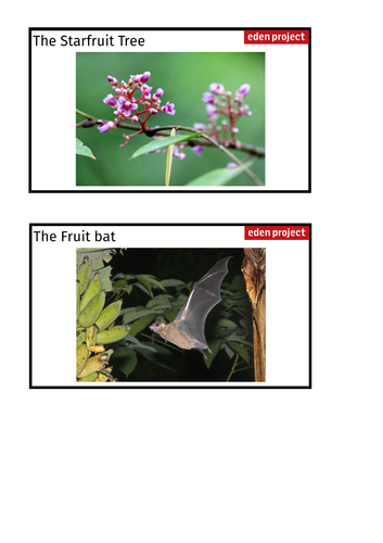 Rainforest Adaptations- Lesson Plan: Rainforest Super Senses | Teaching ...