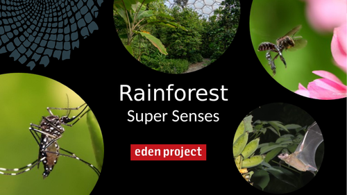 Rainforest Adaptations- Lesson Plan: Rainforest Super Senses | Teaching ...