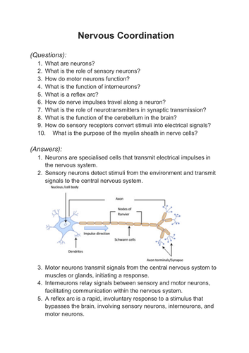 Concise A A Level Biology Topic 6 Stimuli Nervous Coordination