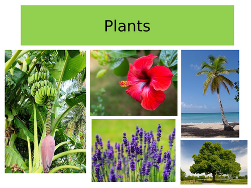 Year 3 Science - Plants | Teaching Resources