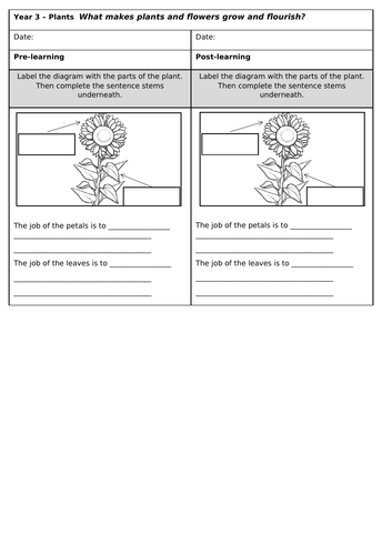 Year 3 Science - Plants | Teaching Resources