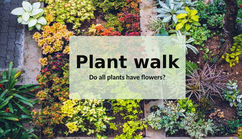 Flowering and non flowering plants | Teaching Resources