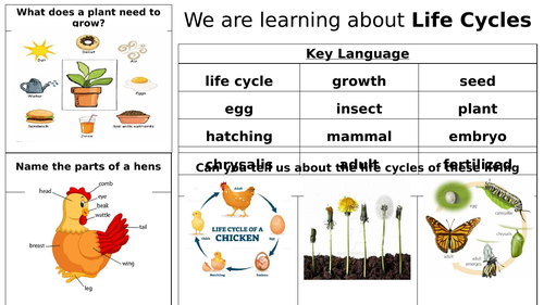 EYFS Knowledge Organiser - Life Cycles | Teaching Resources