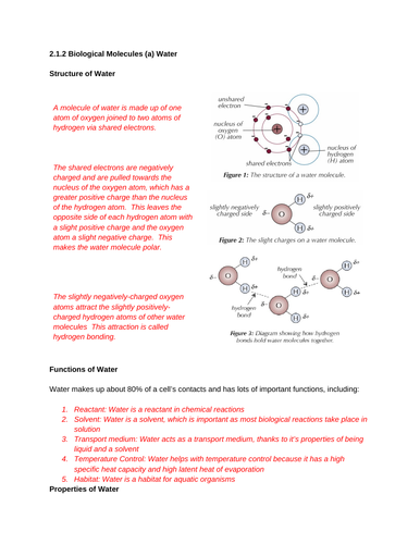 OCR Biology A - A Level 2.1.2 (a) Water | Teaching Resources