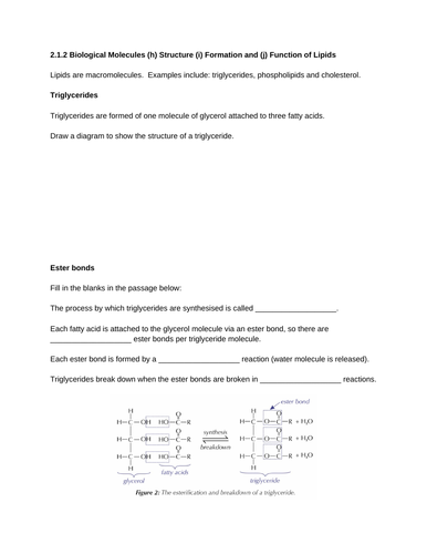 OCR A Level Biology A - 2.1.2 (h) (i) Lipids | Teaching Resources