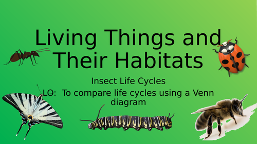 Year 5 Living Things and their Habitats Lesson 5-Insect Life Cycle ...