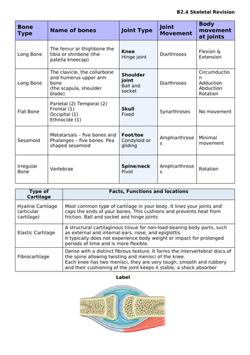 T-Level Health 2024-2025 B2.1-B2.4 Musculoskeletal system and muscular ...