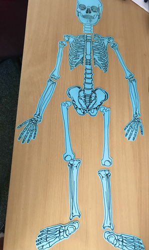 Skeleton jigsaw puzzle diagram | Teaching Resources