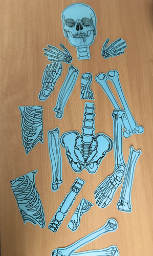Skeleton jigsaw puzzle diagram | Teaching Resources