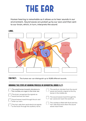 The Ear | Teaching Resources
