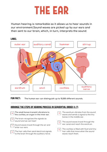 The Ear | Teaching Resources