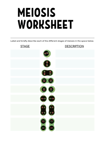 Meiosis Worksheet | Teaching Resources