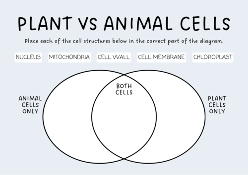 Cell differences and Body Systems | Teaching Resources