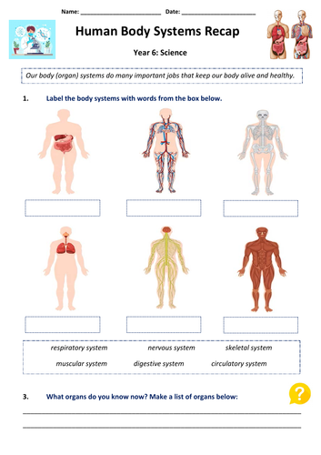Human Body Systems for Year 4 to 6 | Teaching Resources
