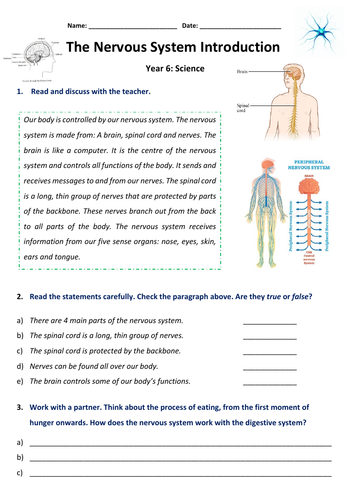 Human Body Systems for Year 4 to 6 | Teaching Resources