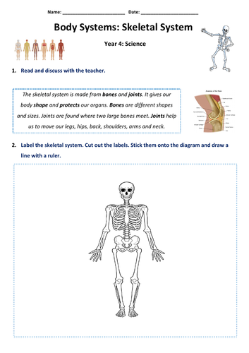 Human Body Systems for Year 4 to 6 | Teaching Resources