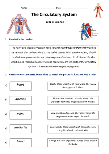 Human Body Systems for Year 4 to 6 | Teaching Resources