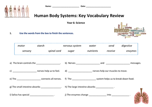Human Body Systems for Year 4 to 6 | Teaching Resources