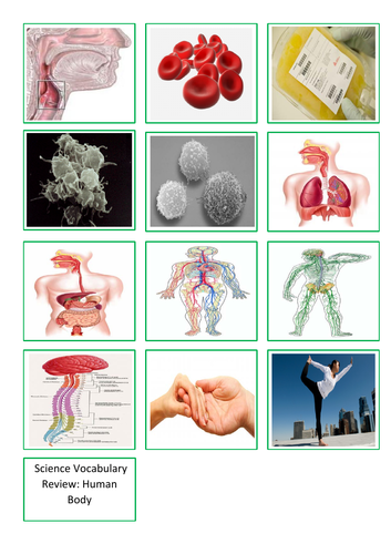 Human Body Systems for Year 4 to 6 | Teaching Resources