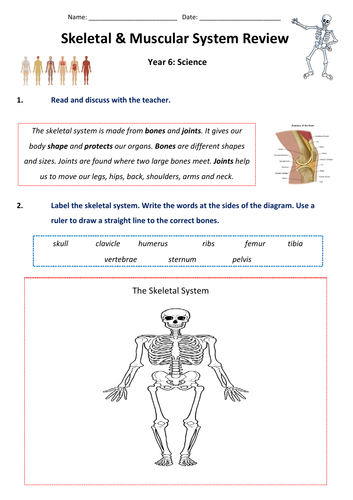 Human Body Systems for Year 4 to 6 | Teaching Resources