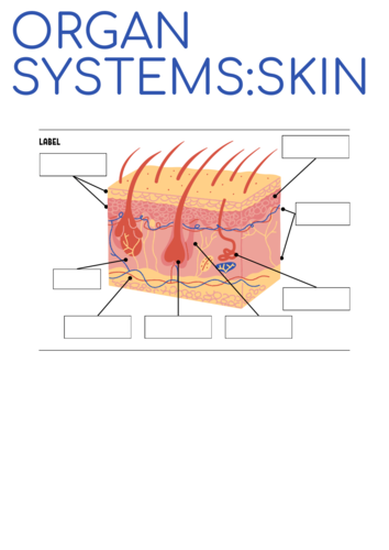 Labelling of Skin | Teaching Resources