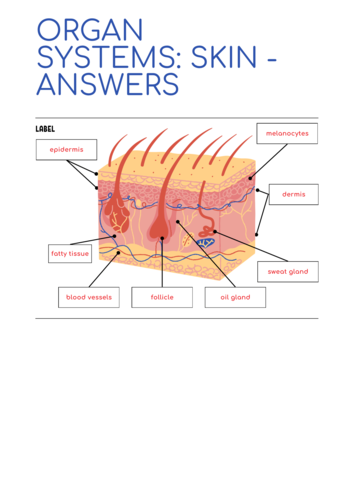 Labelling of Skin | Teaching Resources