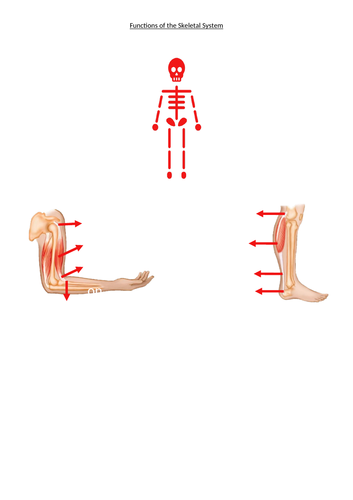 Edexcel PE GCSE - Component 1 (Paper 1) | Teaching Resources Edexcel PE GCSE - Component 1 (Paper 1) | Teaching Resources
