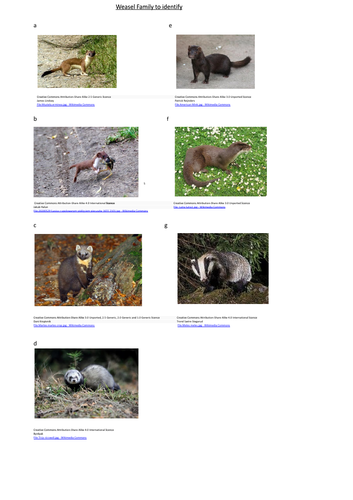 Weasel Family and Finch Dichotomous Keys | Teaching Resources