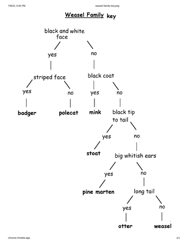 Weasel Family and Finch Dichotomous Keys | Teaching Resources