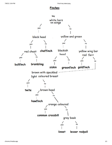 Weasel Family and Finch Dichotomous Keys | Teaching Resources