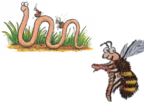 Superworm bug hunt | Teaching Resources