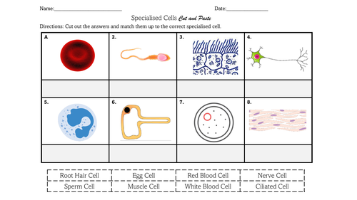 Specialised Cells Cut and Paste Activity | Teaching Resources