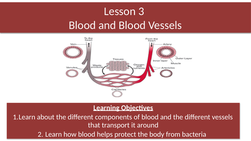 Blood Cells and Vessels PPT Lesson | Teaching Resources