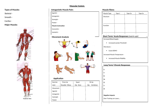 Anatomy and Physiology Revision | Teaching Resources