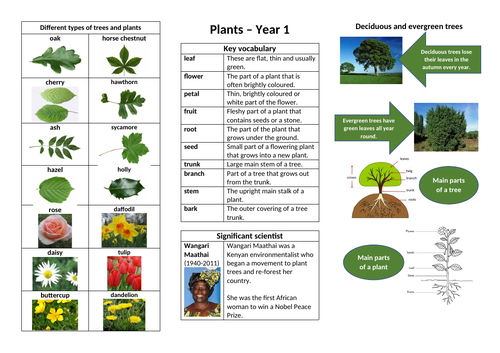 Year 1 Plants Unit (Planning and Resources) | Teaching Resources