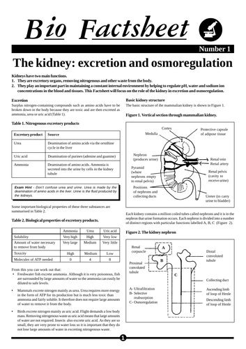 A-level Biology Homeostasis & Kidney | Teaching Resources