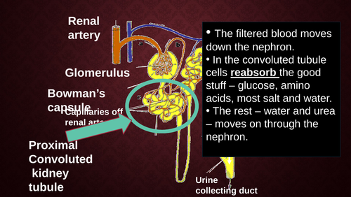 A-level Biology Homeostasis & Kidney | Teaching Resources