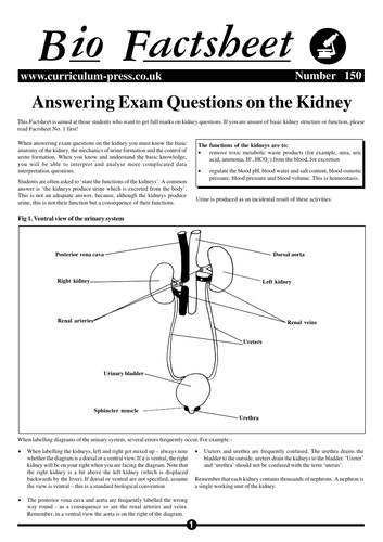 A-level Biology Homeostasis & Kidney | Teaching Resources
