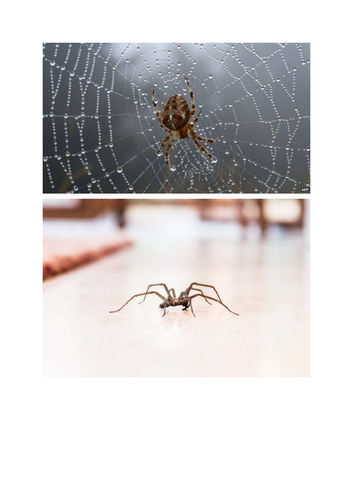 Aaarghh Spider EYFS Planning unit | Teaching Resources
