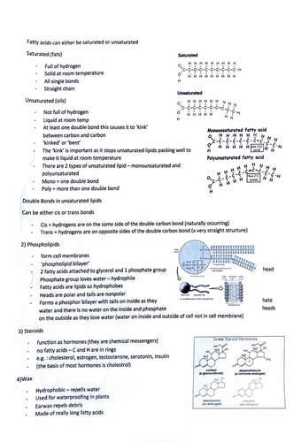 A Level Biology - Carbs, Proteins & Lipids | Teaching Resources