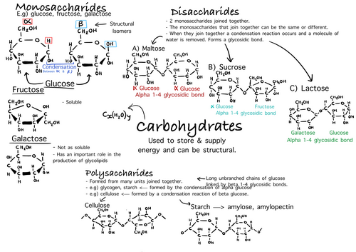 Carbohydrates Summary Sheet - A level Biology | Teaching Resources