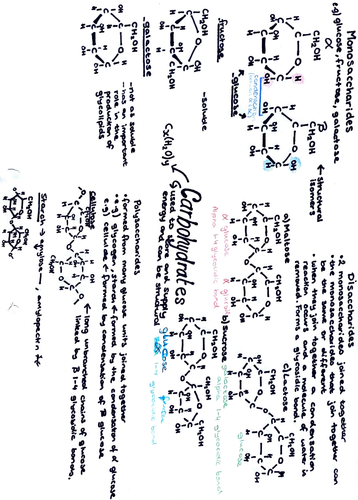 Carbohydrates Summary Sheet - A level Biology | Teaching Resources
