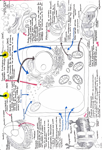 A level - Cell Structure & Fractionation | Teaching Resources