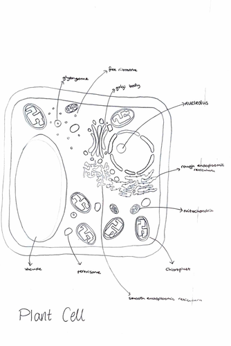 A level - Cell Structure & Fractionation | Teaching Resources