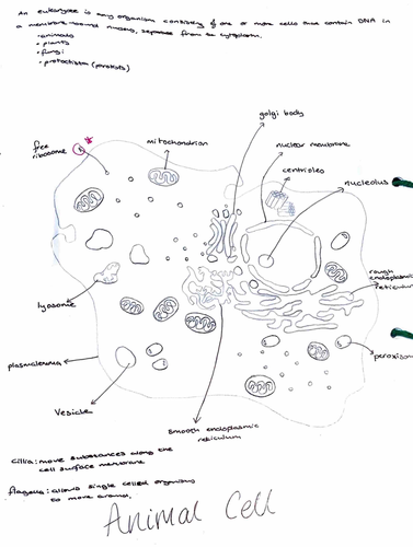 A level - Cell Structure & Fractionation | Teaching Resources