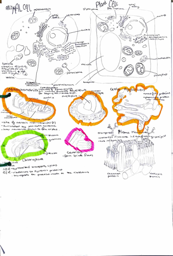 A level - Cell Structure & Fractionation | Teaching Resources
